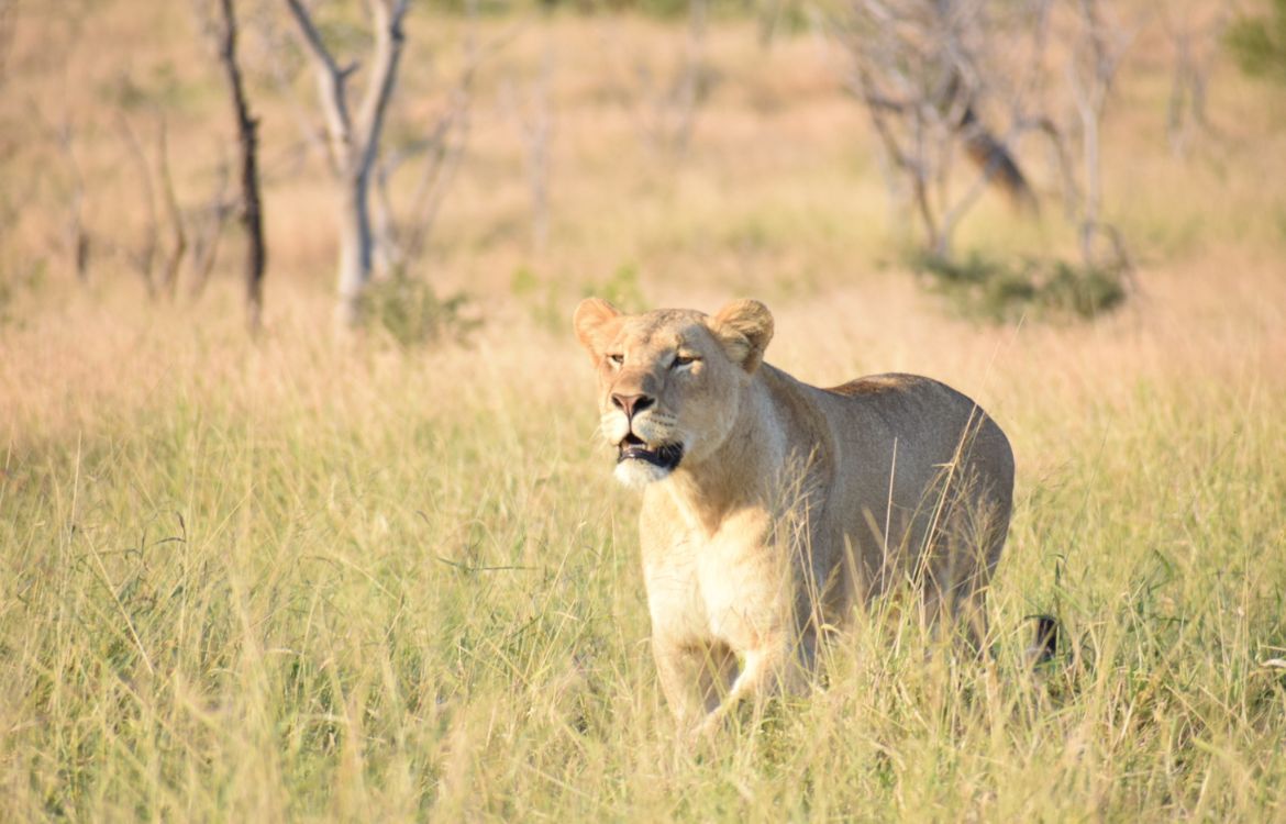 Monitoring the Tembe Elephant Park Lions