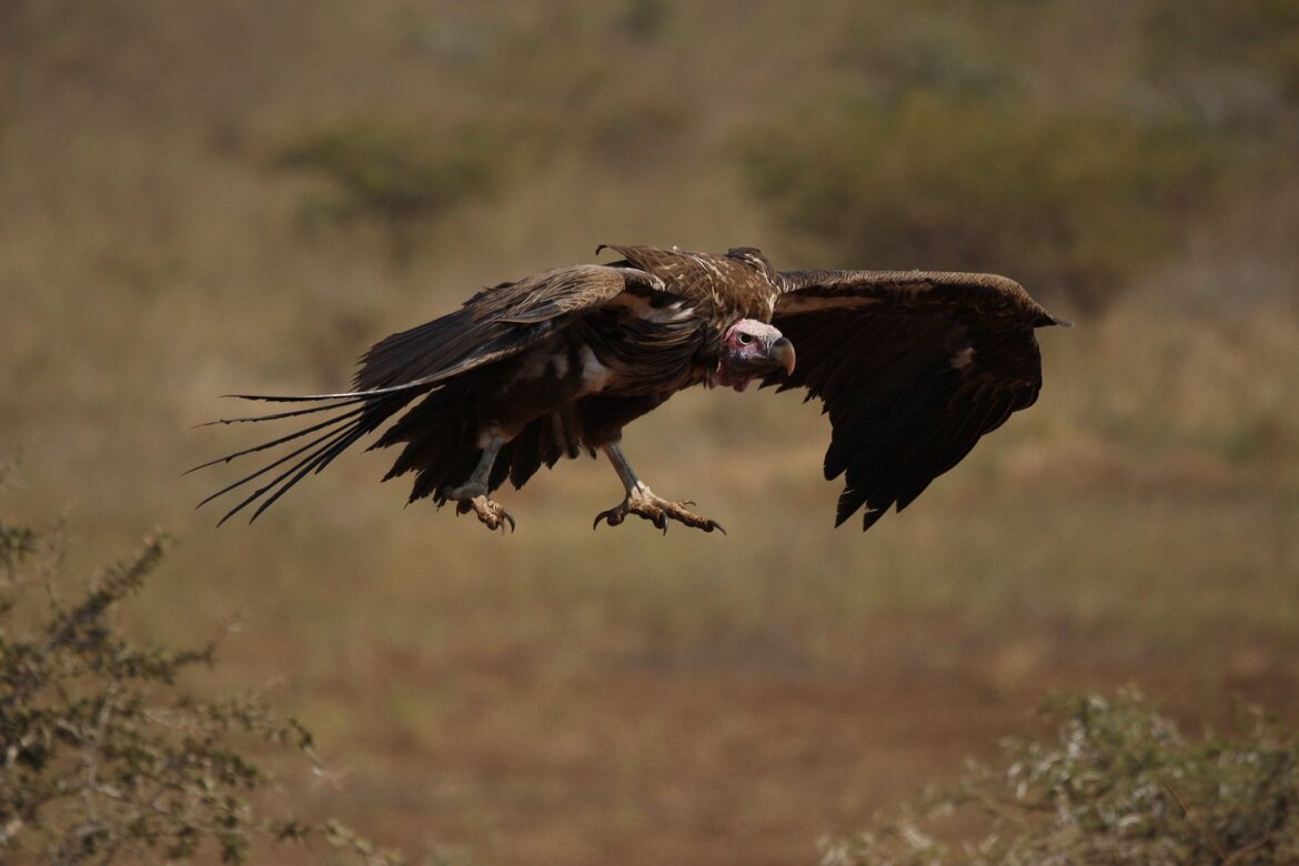 Why are Vultures so important to Humans and the Environment?