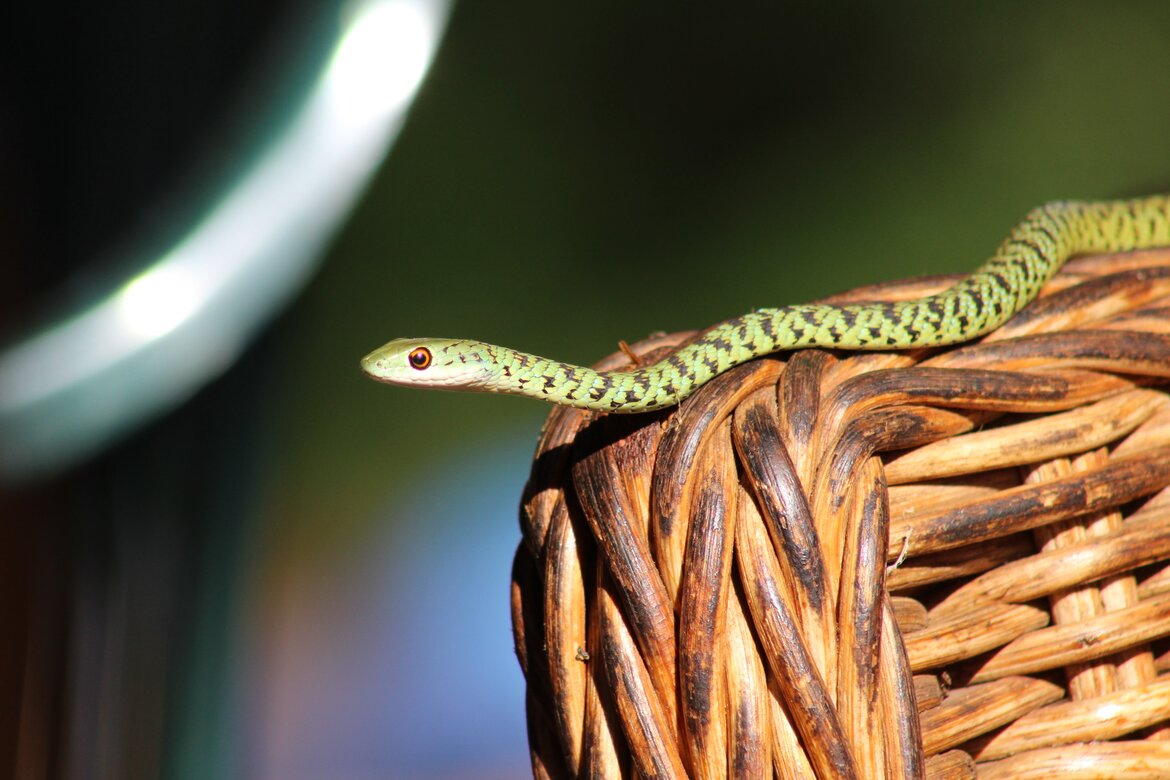 Snakes of Zululand: Venomous and Non-Venomous