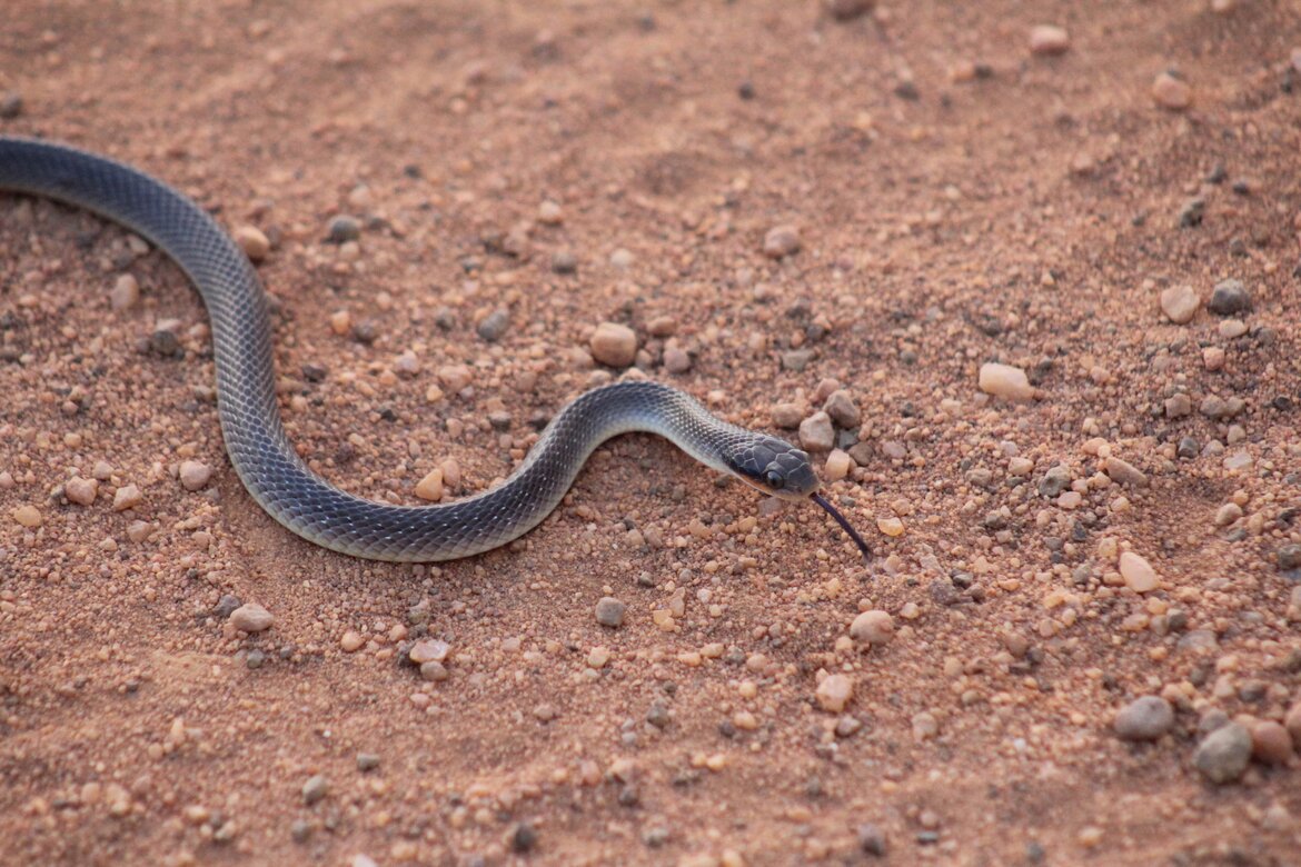 Snakes of Zululand: Venomous and Non-Venomous