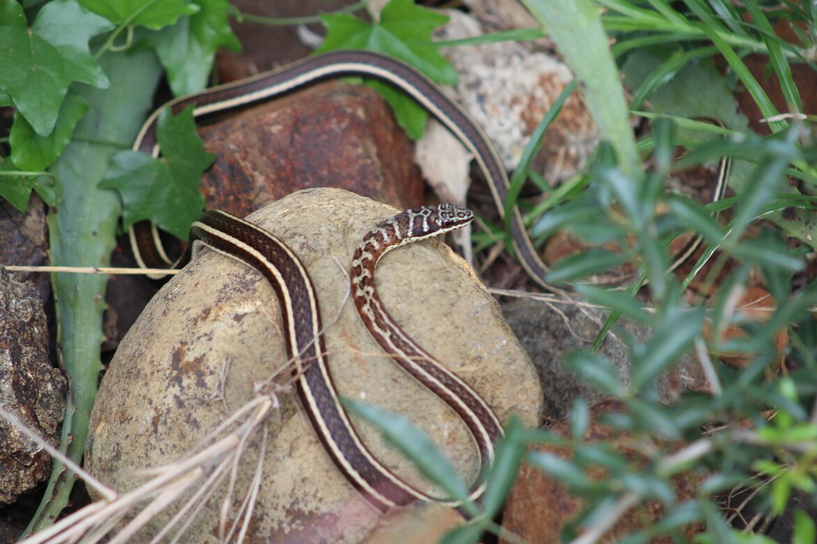 Snakes of Zululand: Venomous and Non-Venomous