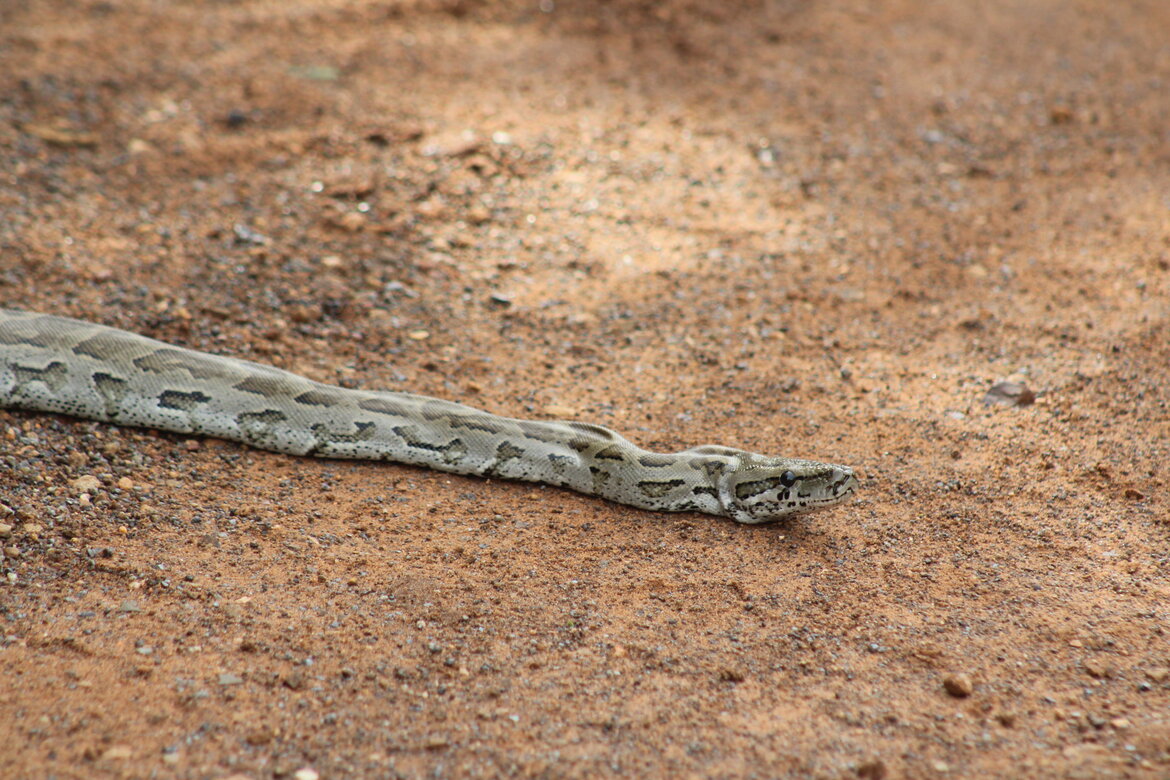 Snakes of Zululand: Venomous and Non-Venomous