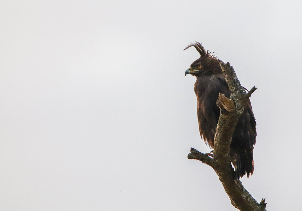 The Birds of Zululand: Photo Blog