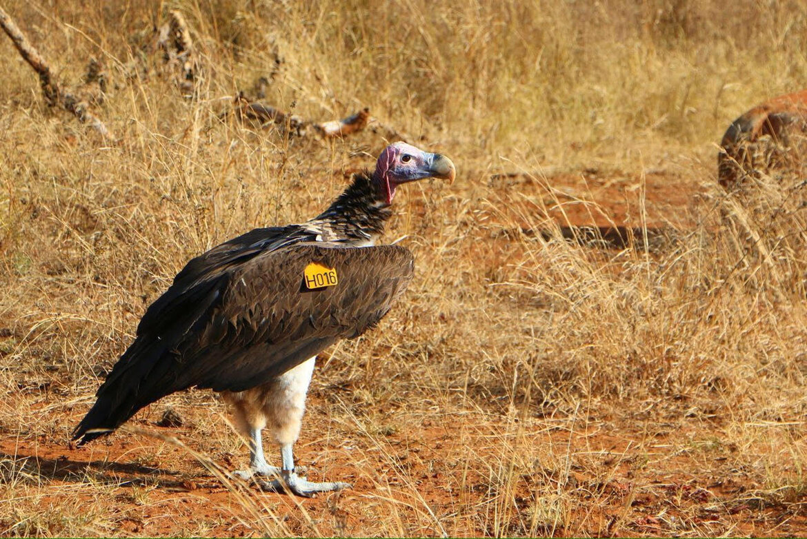 2022 Successes for Wildlife ACT's Vulture Conservation Programme