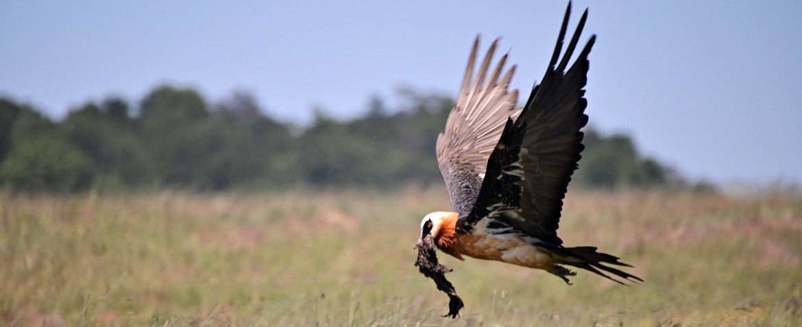 Endangered Vulture Conservation in the Southern Drakensberg with ...