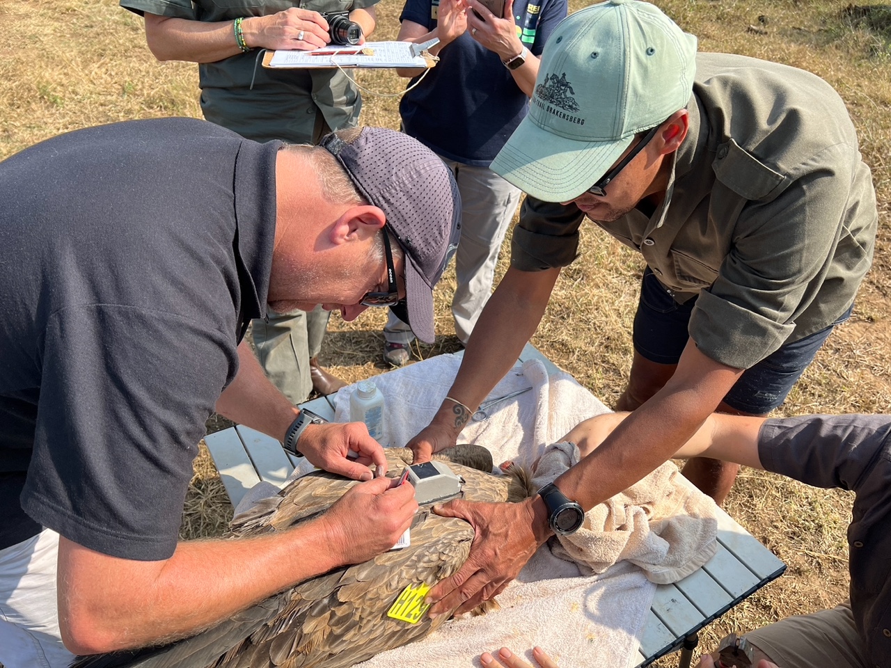 Vulture Conservation in Zululand - Behind the Scenes