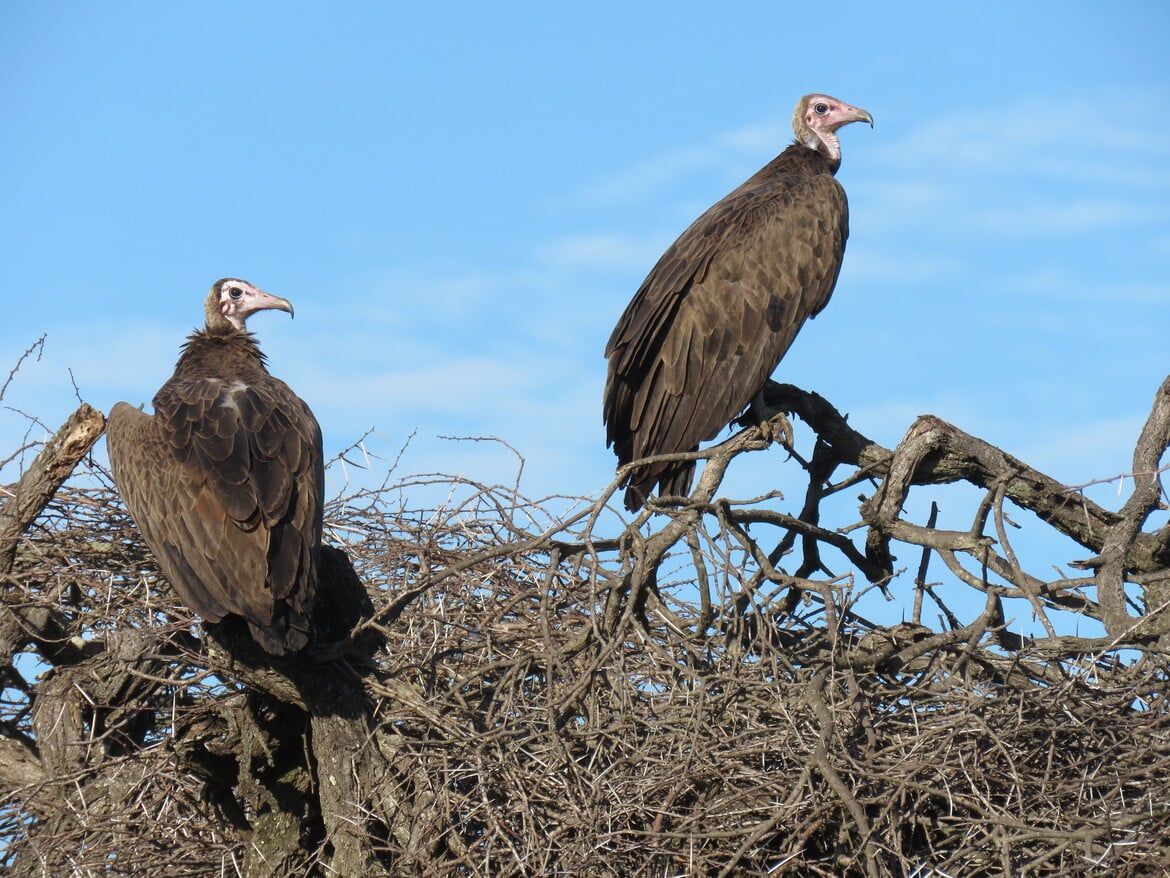 Recognising the Six Vulture Species of South Africa