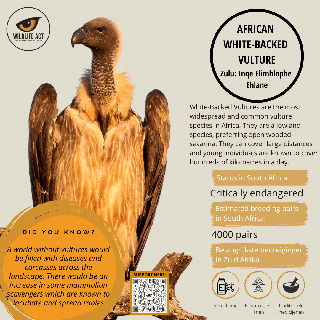 Recognising the Six Vulture Species of South Africa