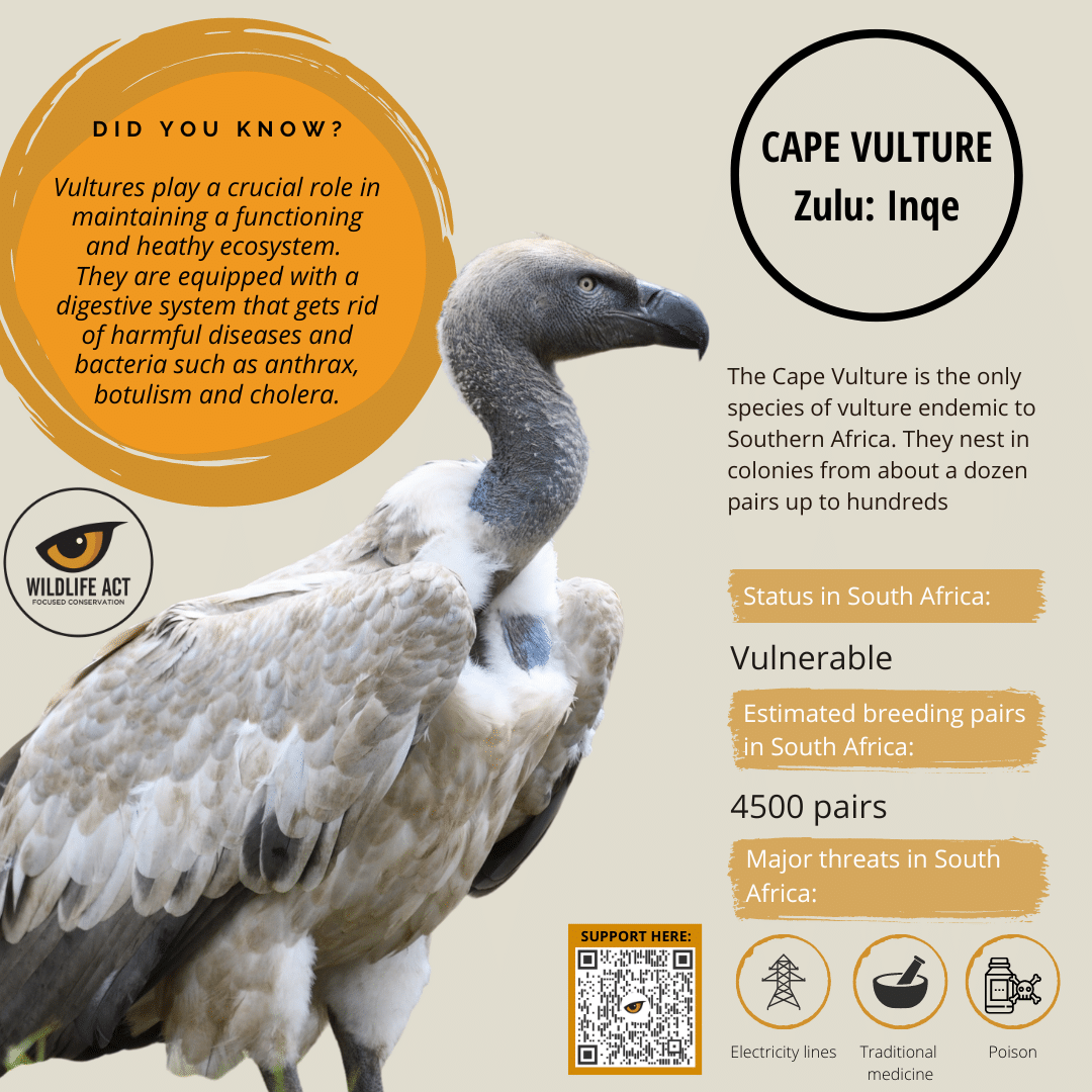 Recognising the Six Vulture Species of South Africa