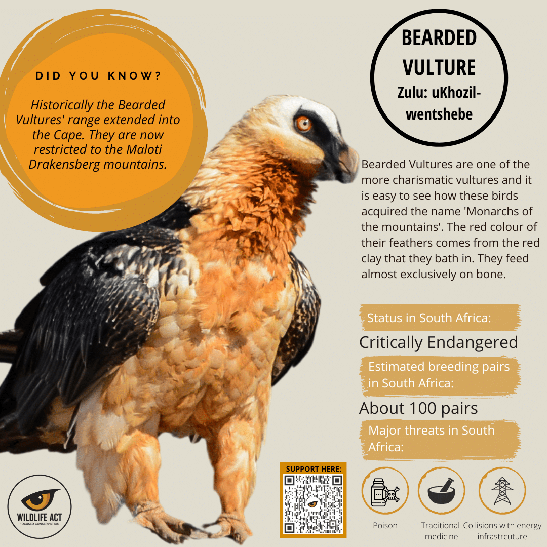 Recognising the Six Vulture Species of South Africa