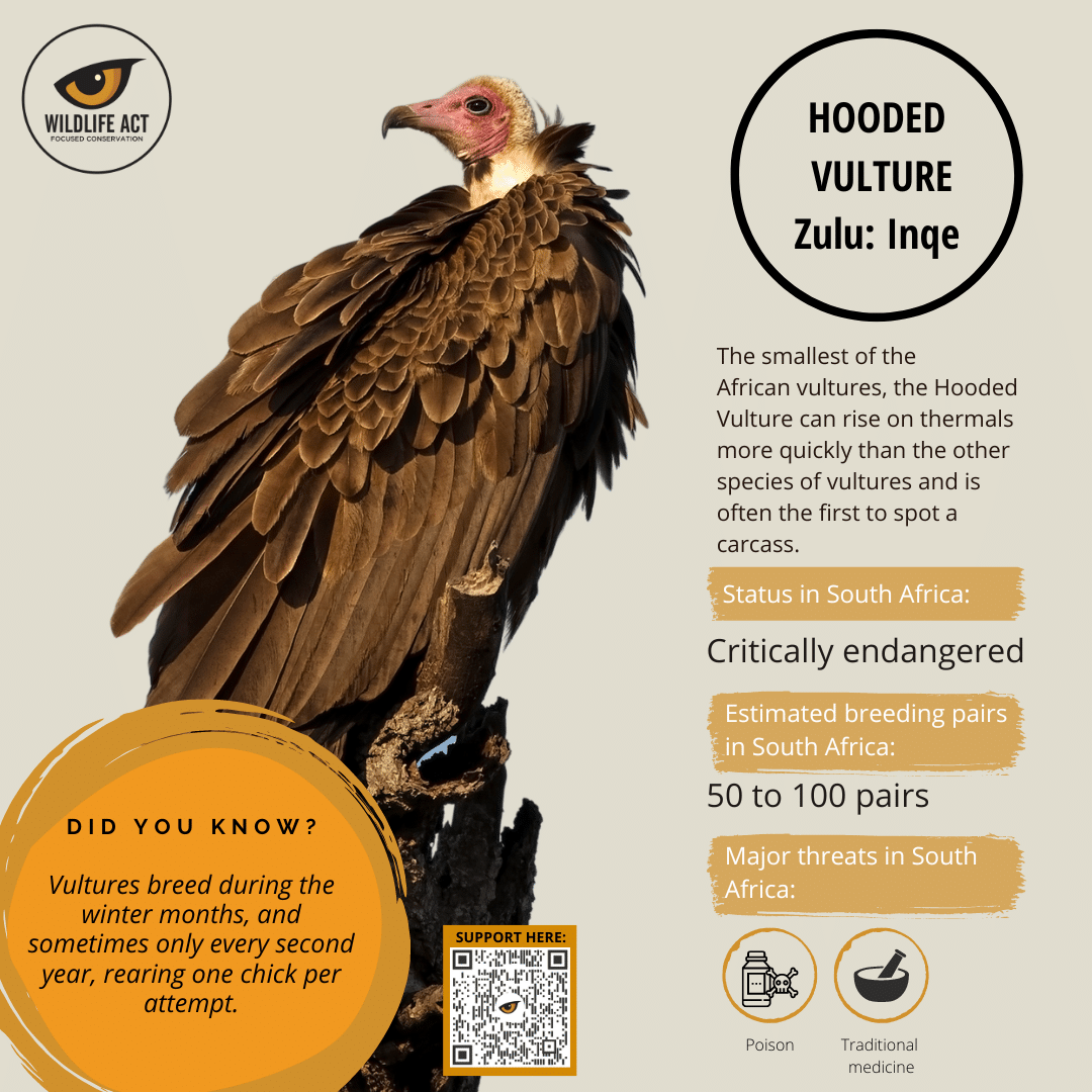 Recognising the Six Vulture Species of South Africa