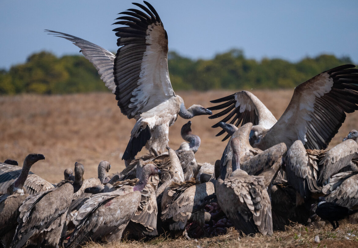 Southern Drakensberg Hide Launches in aid of Endangered Vulture ...