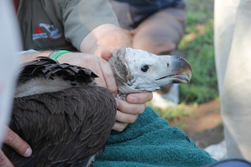 The annual Zululand vulture tagging project 2012