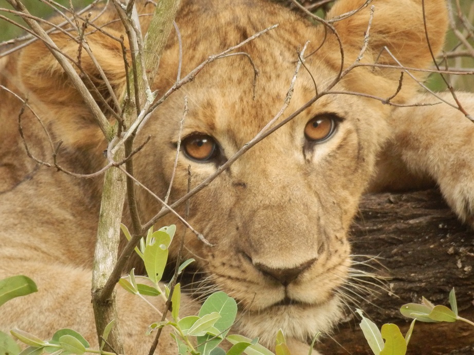 What You Need to Know About Volunteering with Lions