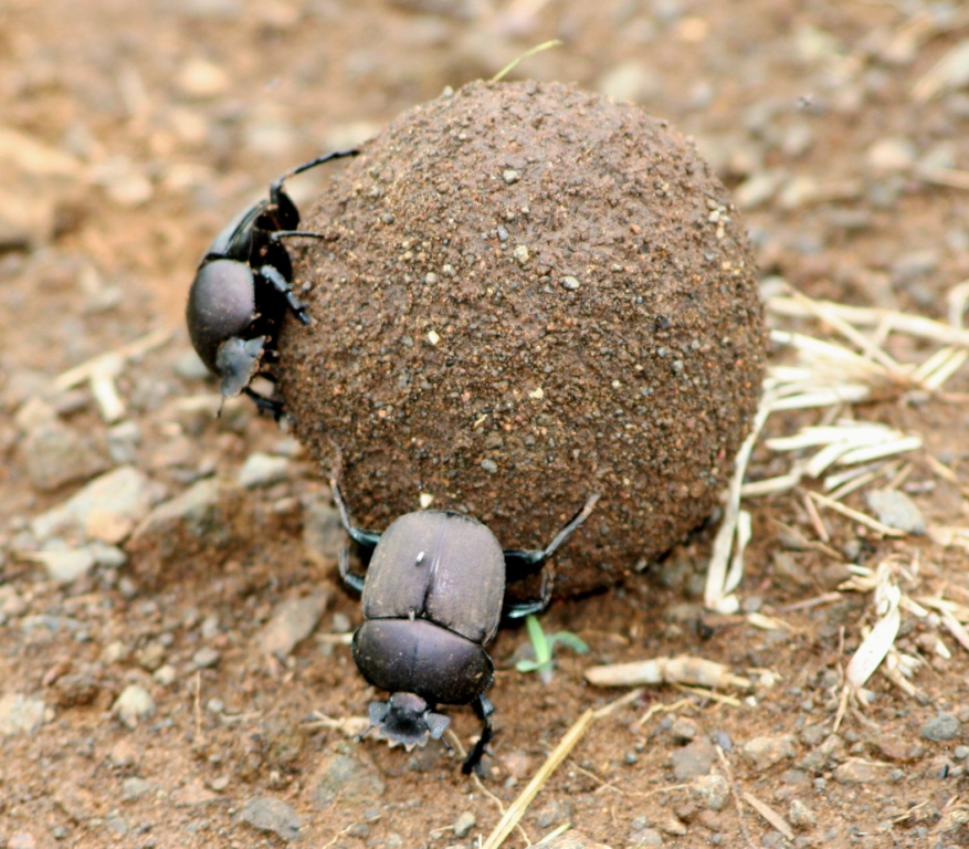 Faeces is Fantastically Fashionable for a Dung Beetle