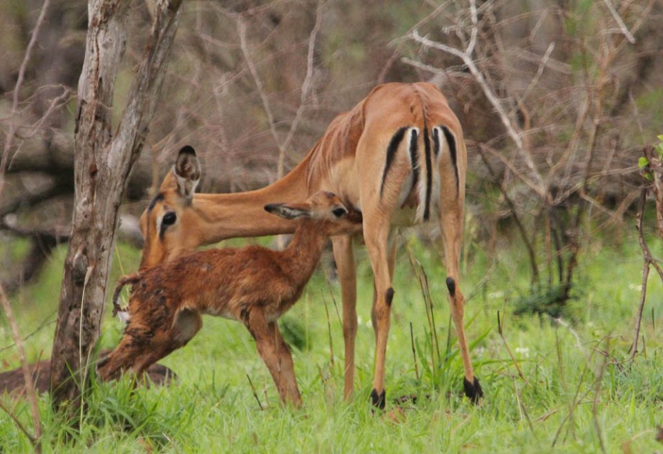 Amazing new born impala photos