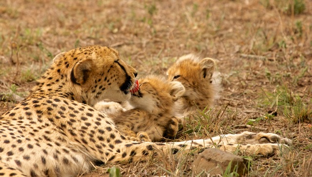 How to Contribute to Cheetah Conservation