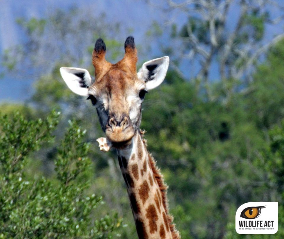 Osteophagia: How Wild Animals Use Supplements