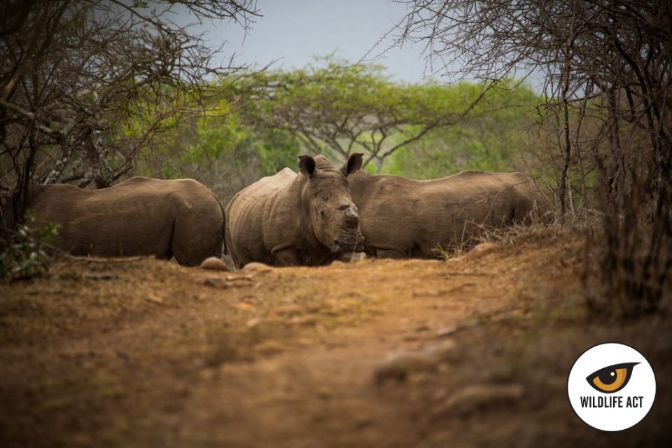 Somkhanda Game Reserve & Community Compassion