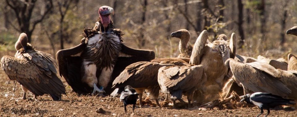 Vultures and the Art of Decomposition, Flight & Disease-killing Digestion