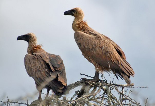 Vultures and the Art of Decomposition, Flight & Disease-killing Digestion