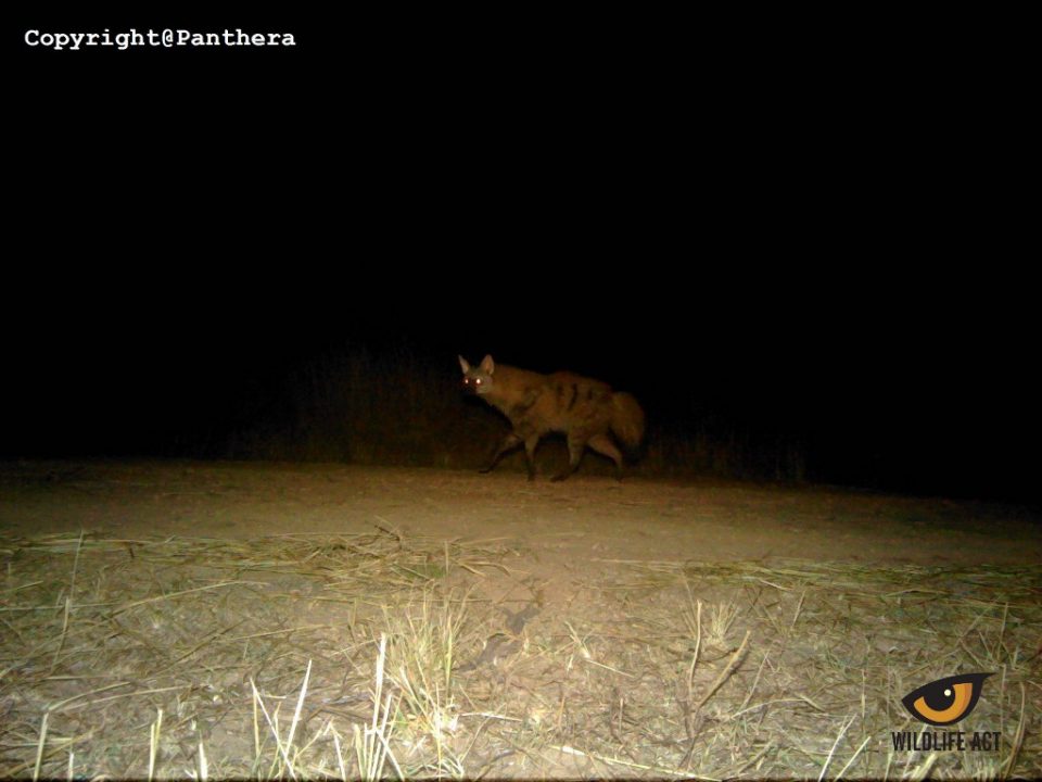 Aardwolf on Ithala Game Reserve - First sighting in over 2 years!