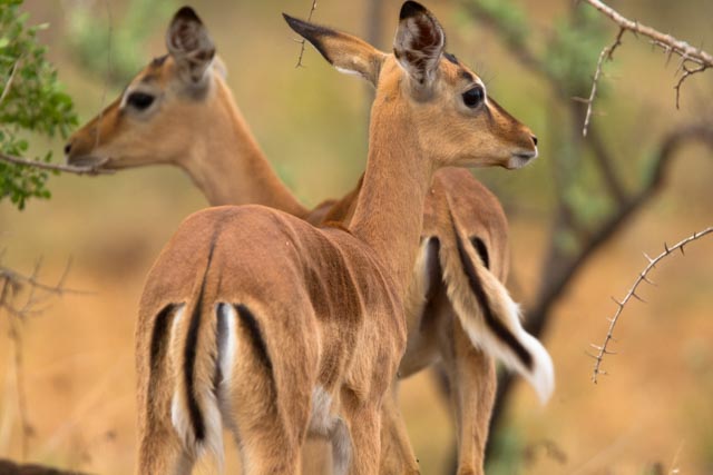 Impala Scent Glands, Signalling and Countershading