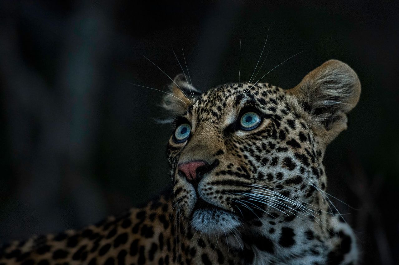 Camera Trapping and its Role in Priority Species Monitoring