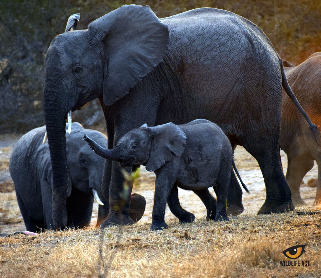 Keystone Species & their role in Ecosystem Restoration