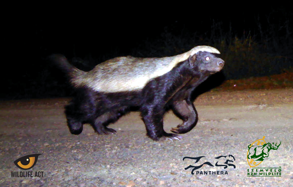 Five Favourite Nocturnal African Animals