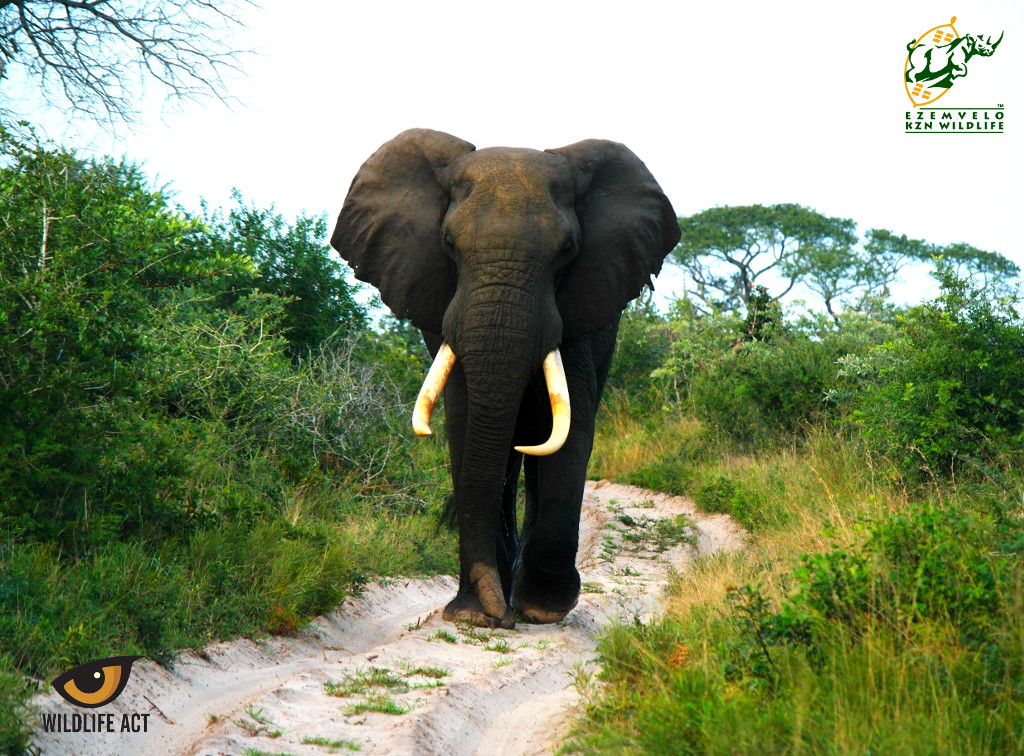 Suni and Big Tuskers on Tembe
