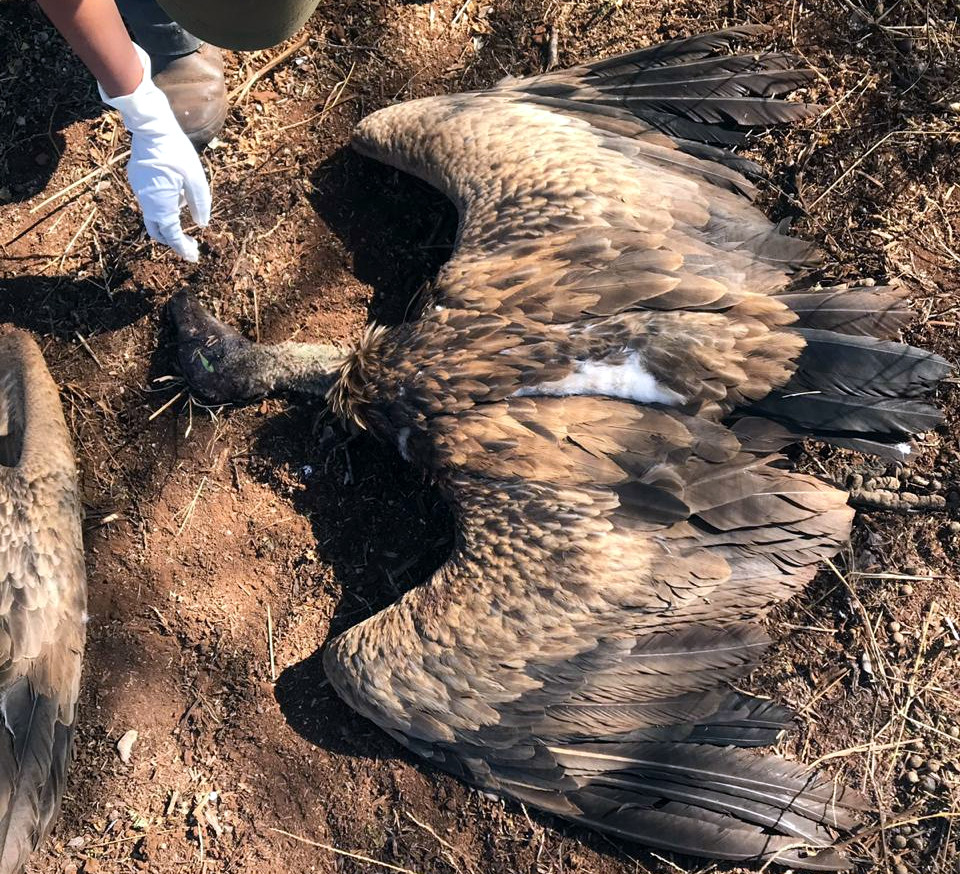 Vulture Conservation