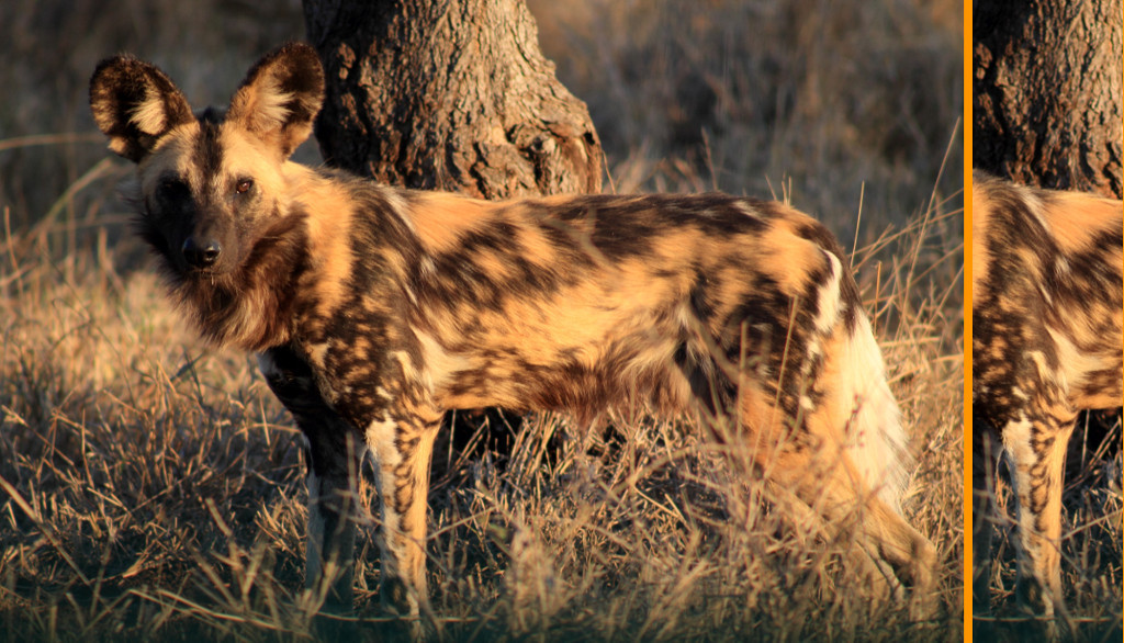 Creating Wildlife Identity Kits