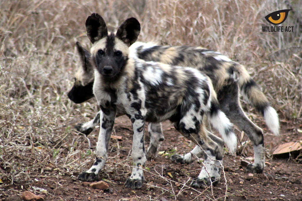 First Sighting of the Manyoni Painted Dog Pups!