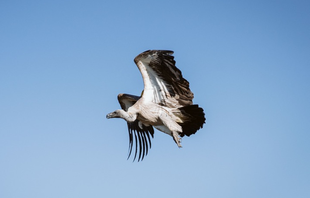 Monitoring Endangered Vultures Using GPS Tracking Units to Help ...