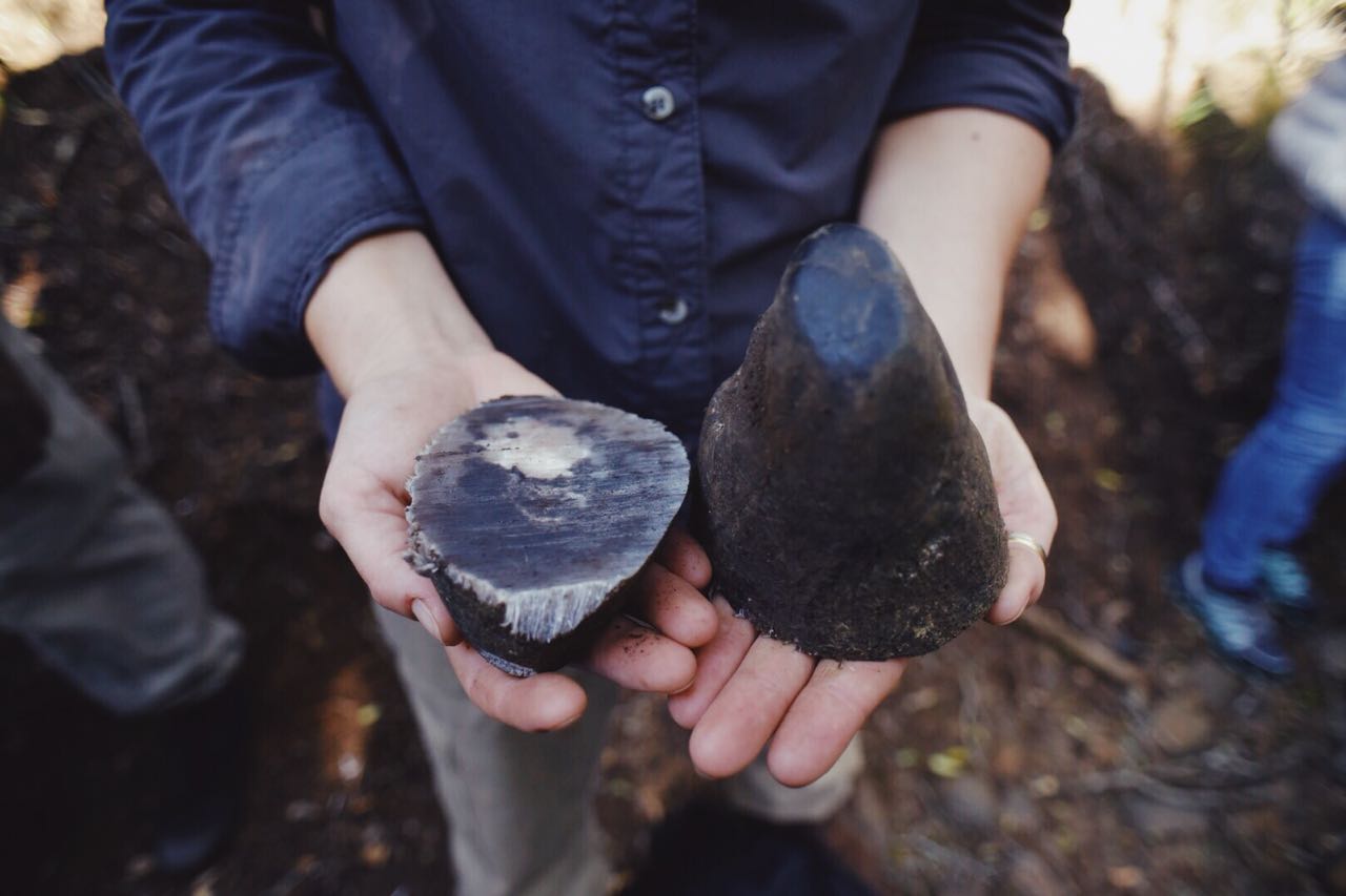 Rhino Dehorning: From Start to Finish