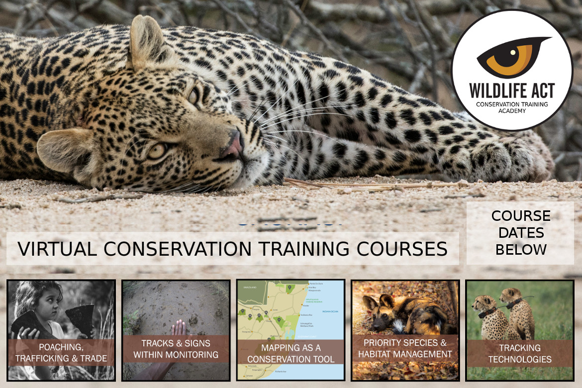 African Wildlife Conservation Courses Online