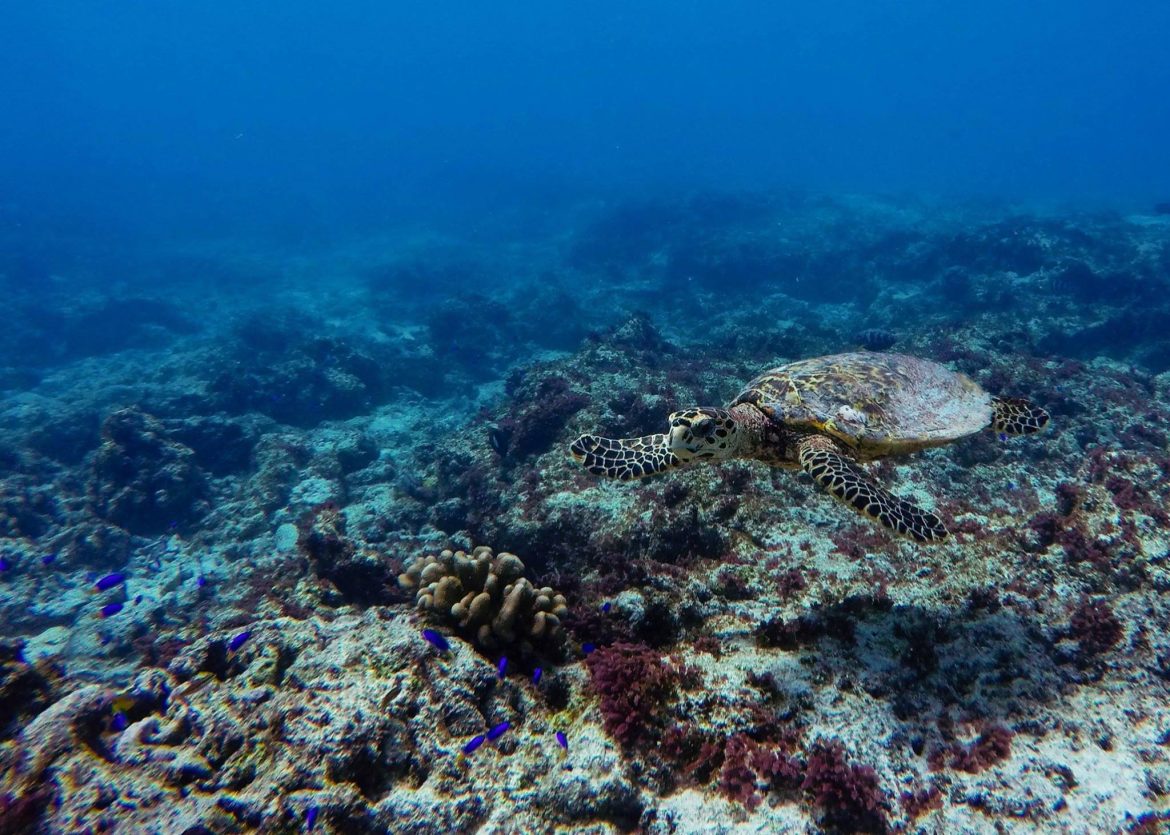 Learn more about the Critically Endangered Hawksbill Sea Turtle