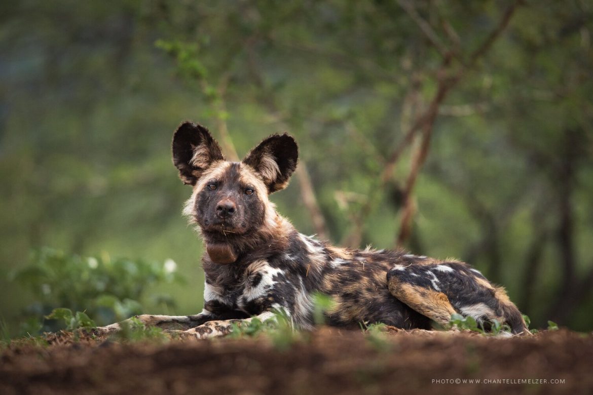 How do we know an animal is Endangered?