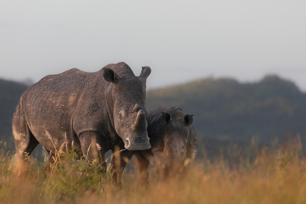 Be a Part of the 'Wildlife ACTive Pack'