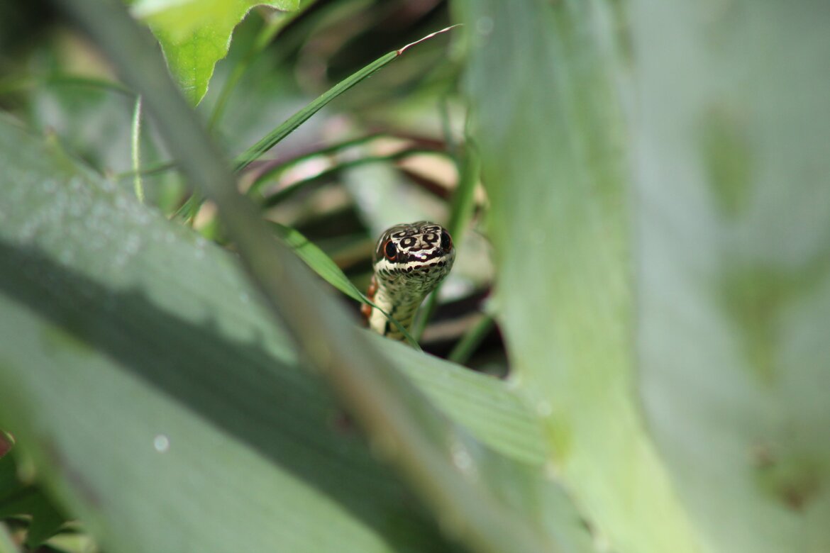 Snakes of Zululand: Venomous and Non-Venomous