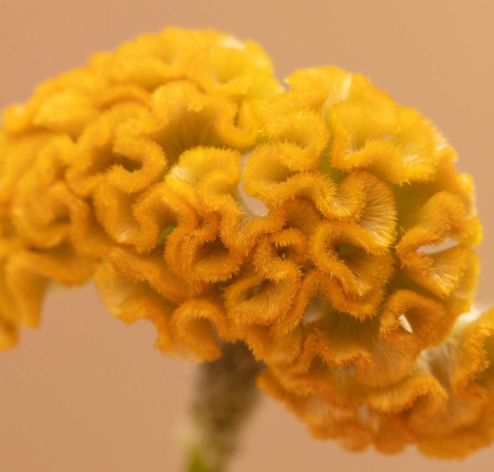 Savian - Luxury inspired by nature