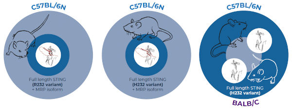 Humanized STING Mouse Model | Immuno-Oncology | genOway