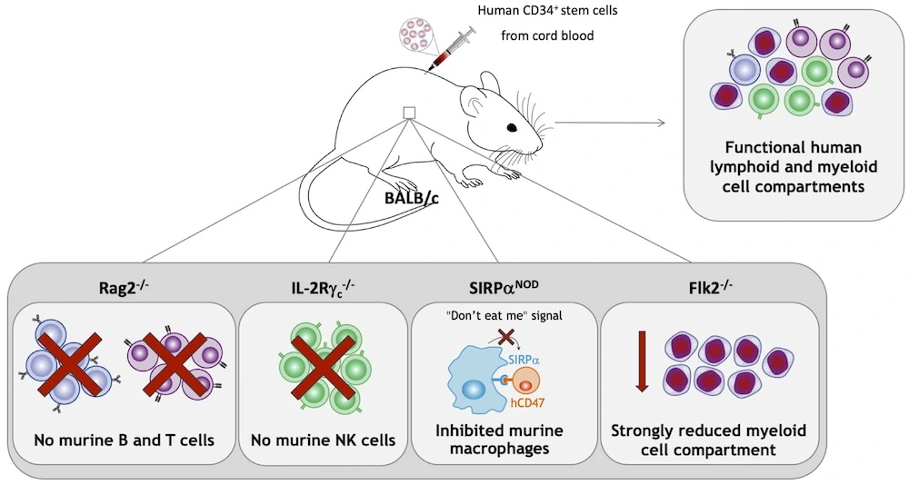 BRGSF-HIS Mouse | Reconstituted Human Immune Systems | genOway