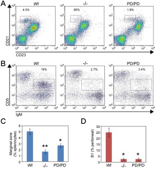 Protein Function Knockout Mouse | Focus on a point mutation | genOway