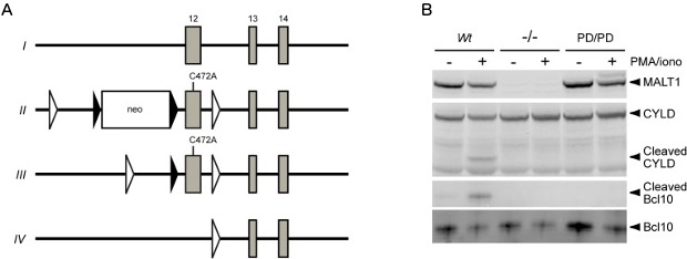 Protein Function Knockout Mouse | Focus on a point mutation | genOway