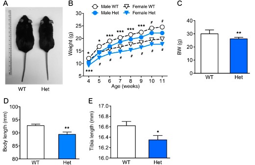 Protein Function Knockout Mouse | Focus on a point mutation | genOway