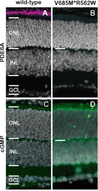 Point Mutation Mouse Model | Focus on one function at a time | genOway