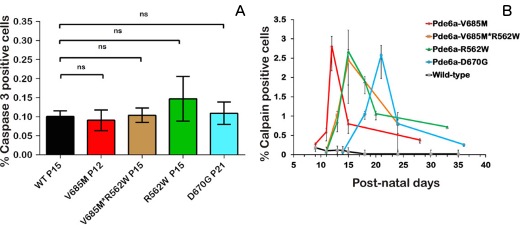 Point Mutation Mouse Model | Focus on one function at a time | genOway