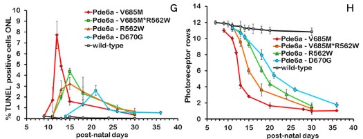 Point Mutation Mouse Model | Focus on one function at a time | genOway